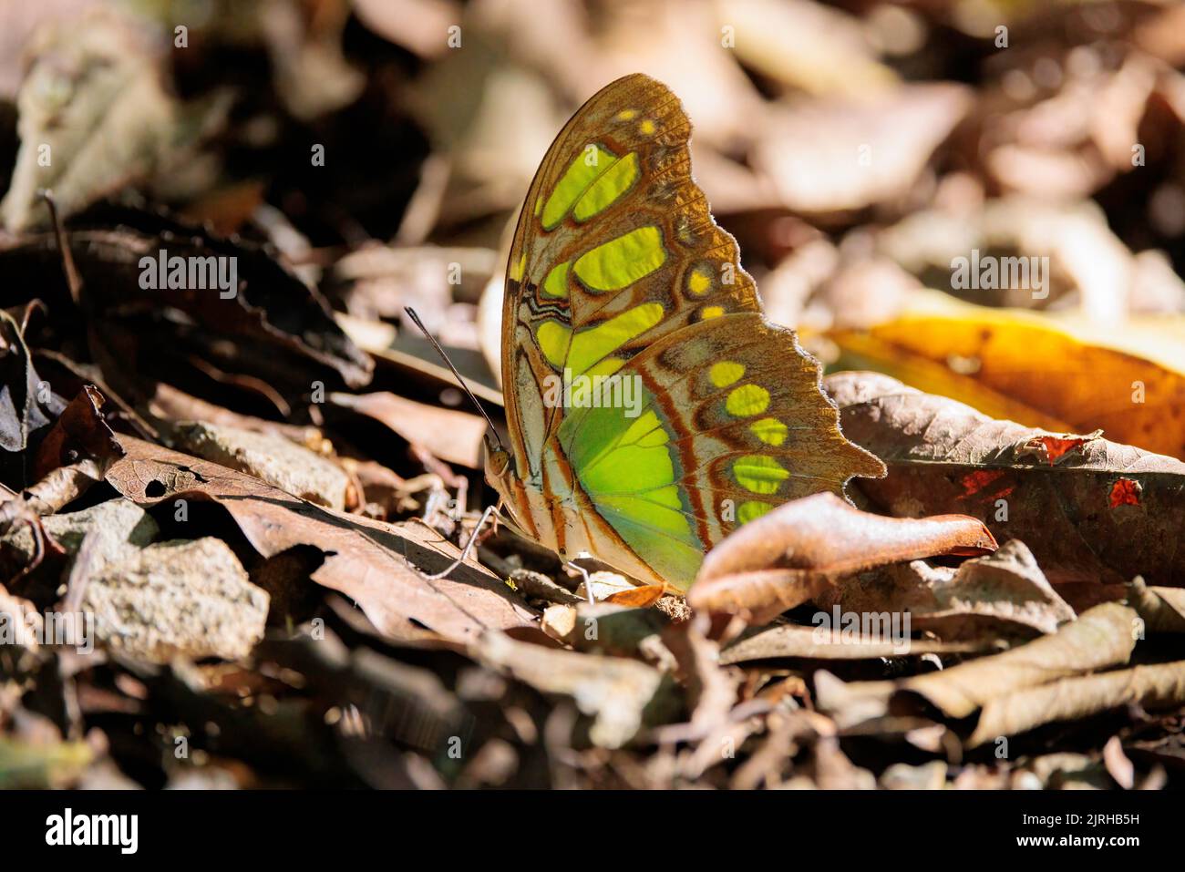 Malachite butterfly (Siproeta stelenes) standing on the ground in Curi ...