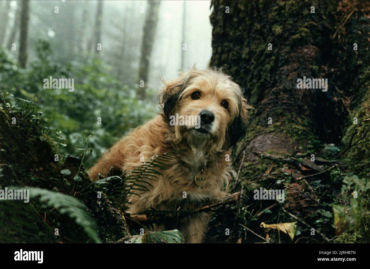 Benji The Hunted Vhs