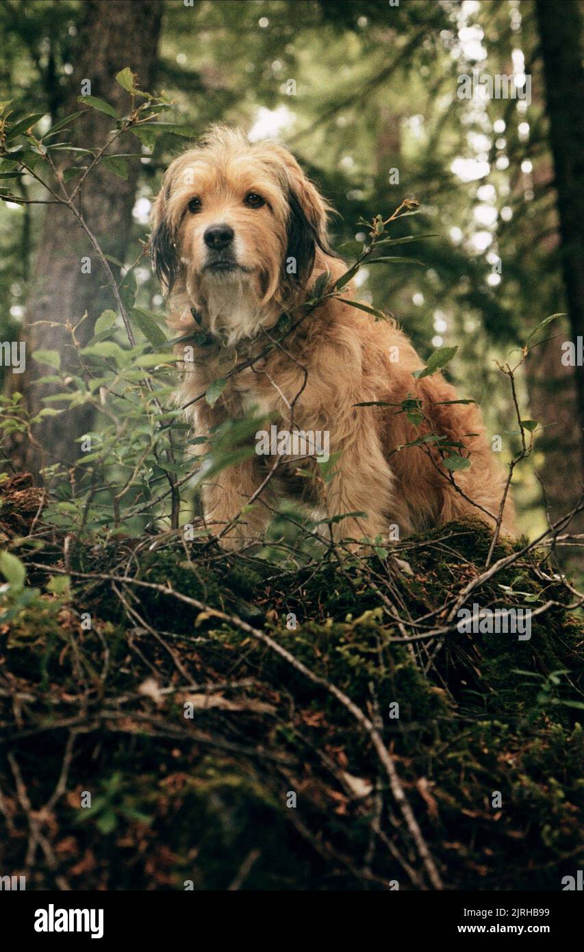 BENJI, BENJI THE HUNTED, 1987 Stock Photo - Alamy
