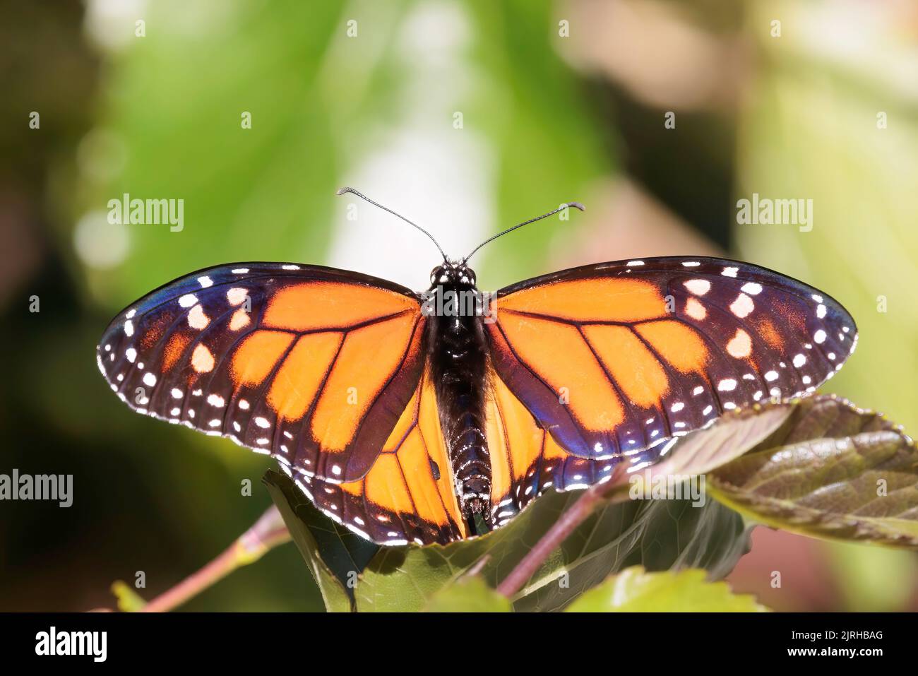 Monarch butterfly march 2022 hi-res stock photography and images - Alamy
