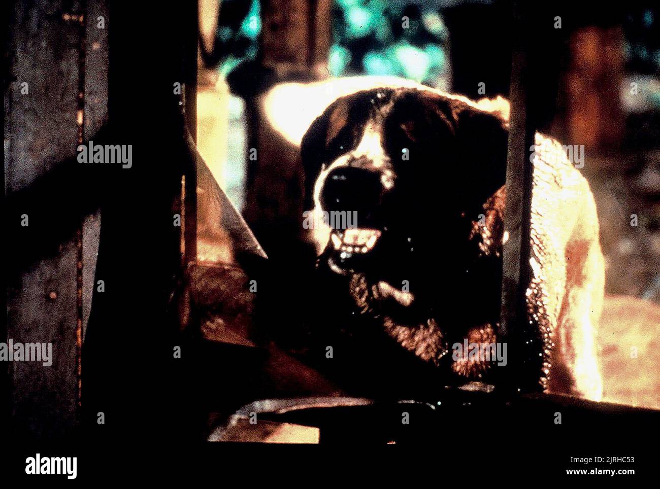 CUJO, CUJO, 1983 Stock Photo - Alamy CUJO, CUJO, 1983 Stock Photo - Alamy