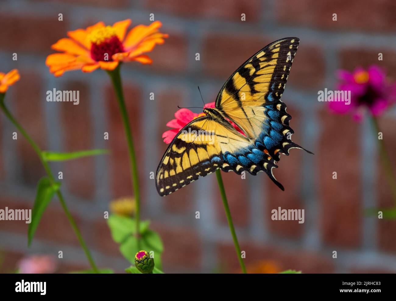 Butterfly eastern tiger swallowtail hi-res stock photography and images ...