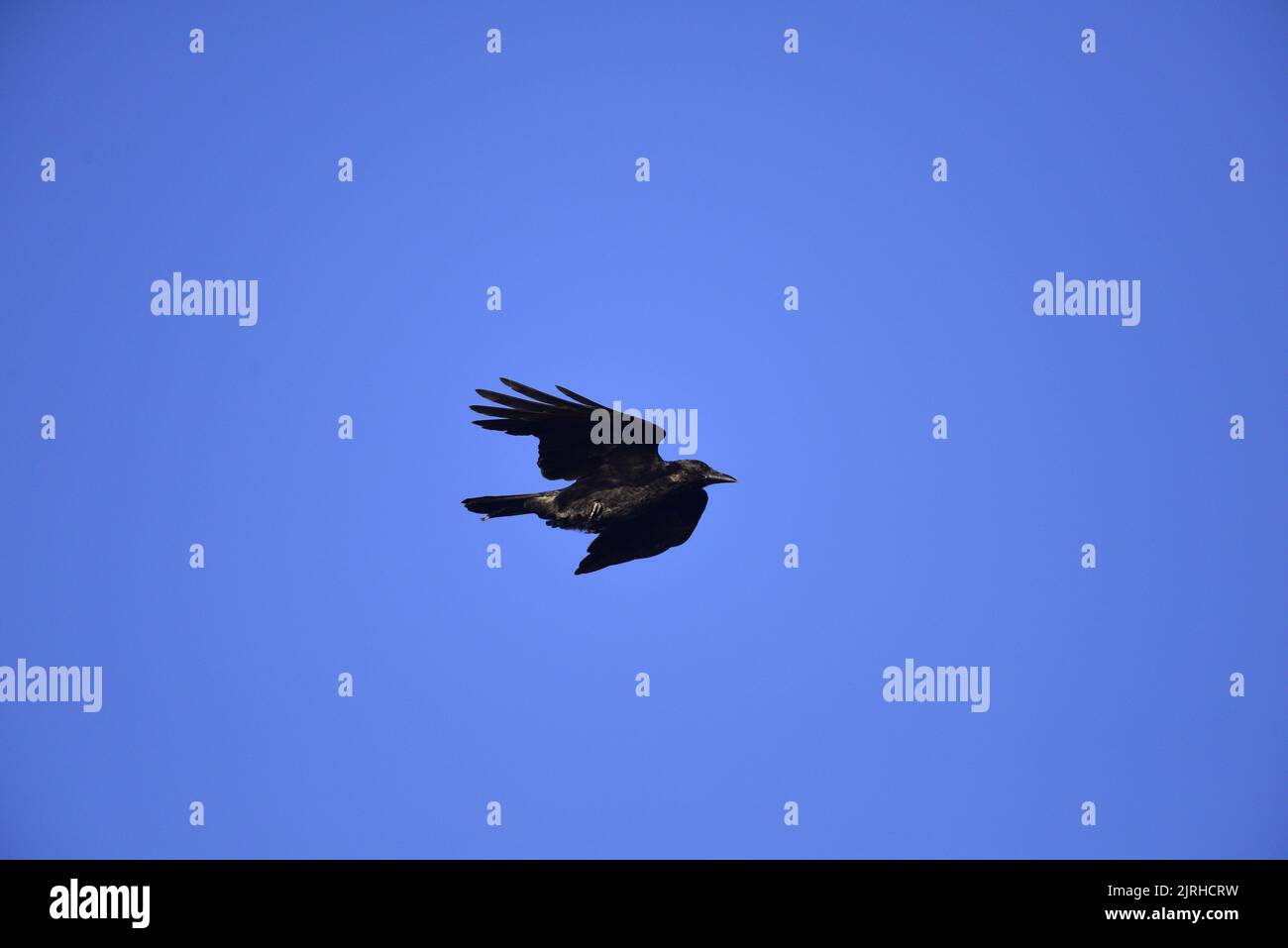 Flying black crows hi-res stock photography and images - Alamy