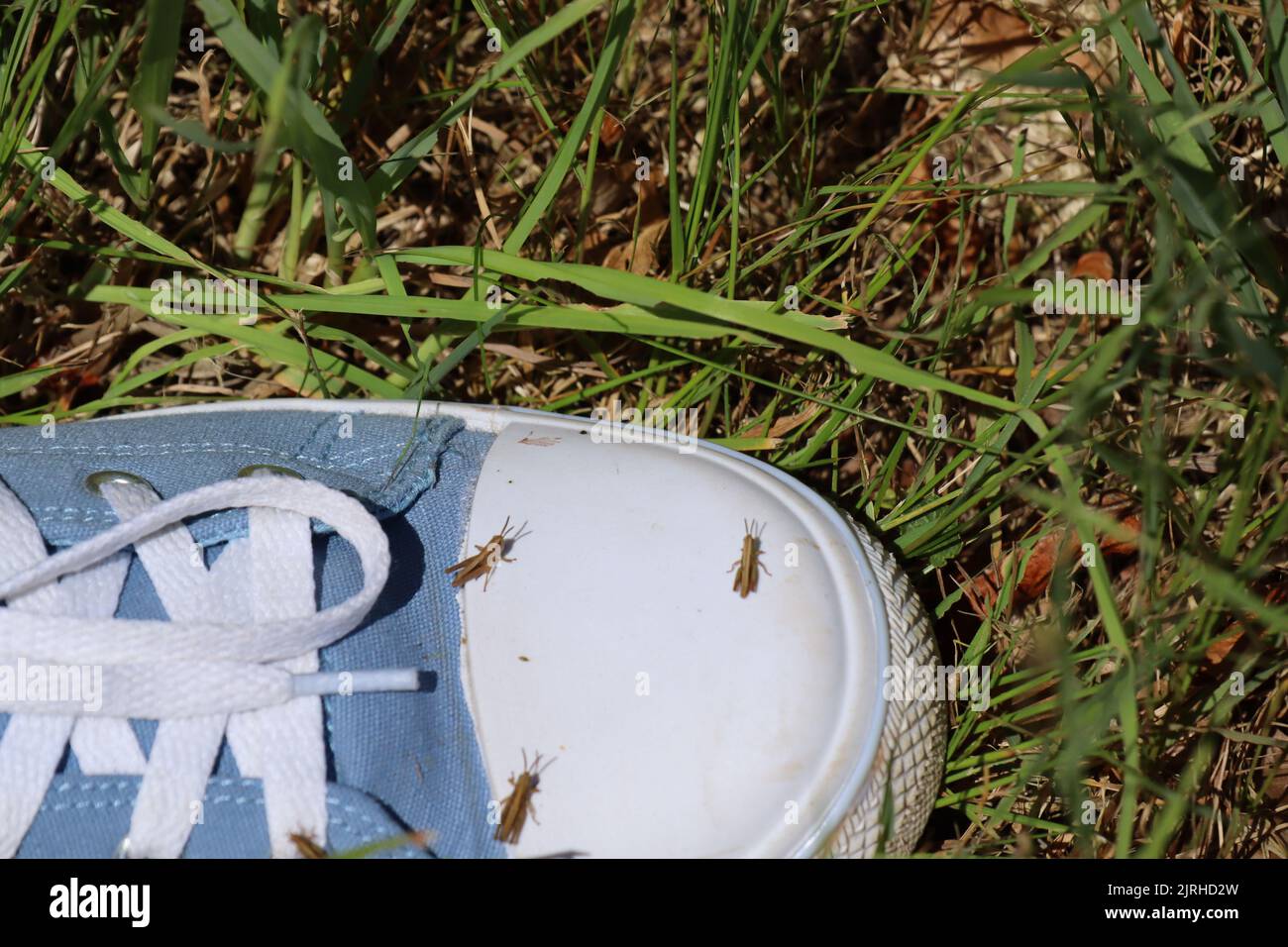 Tiny baby grasshoppers on the toe of a plimsoll shoe Stock Photo - Alamy