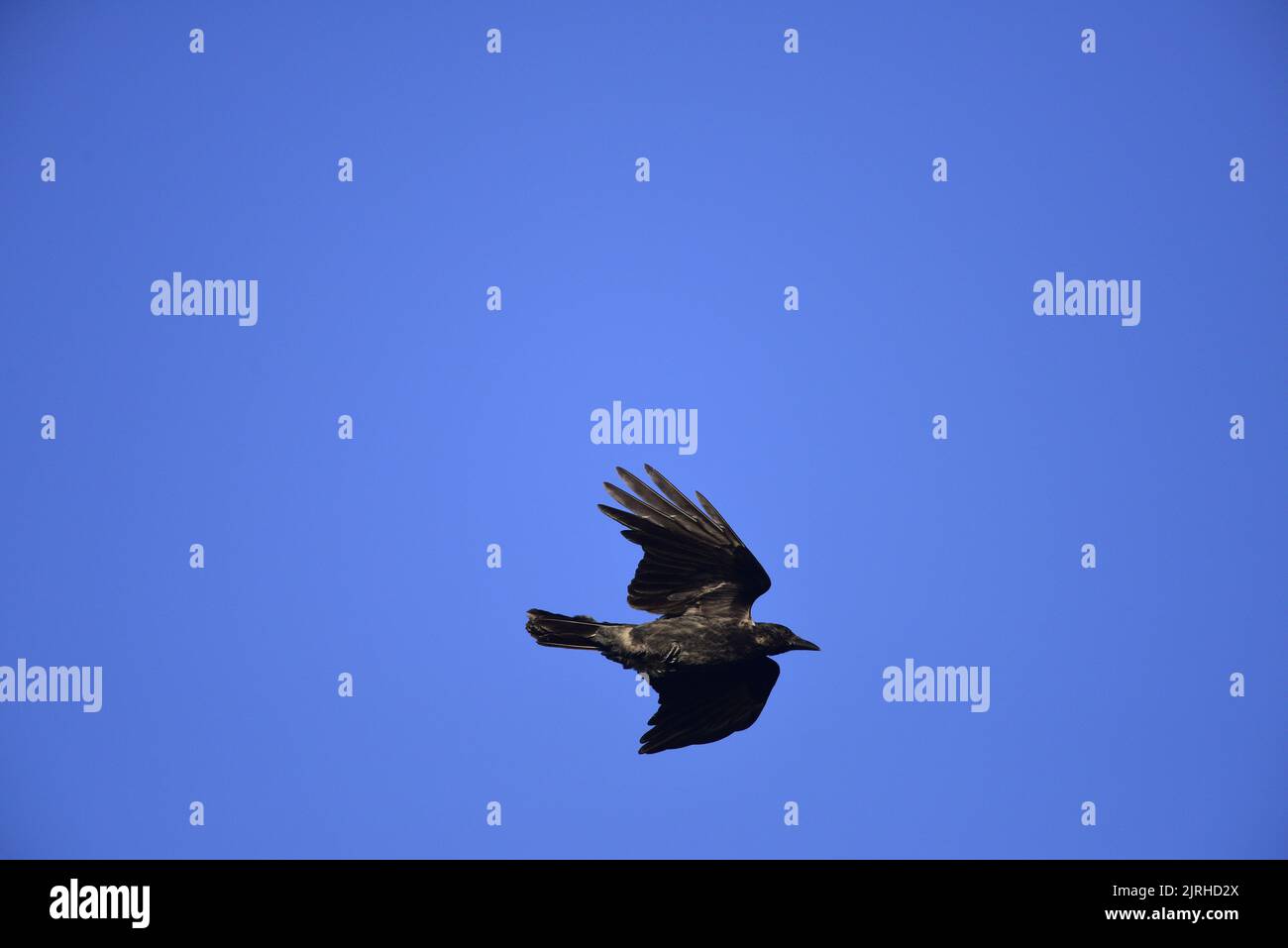 Crow flying in Scotland Stock Photo - Alamy