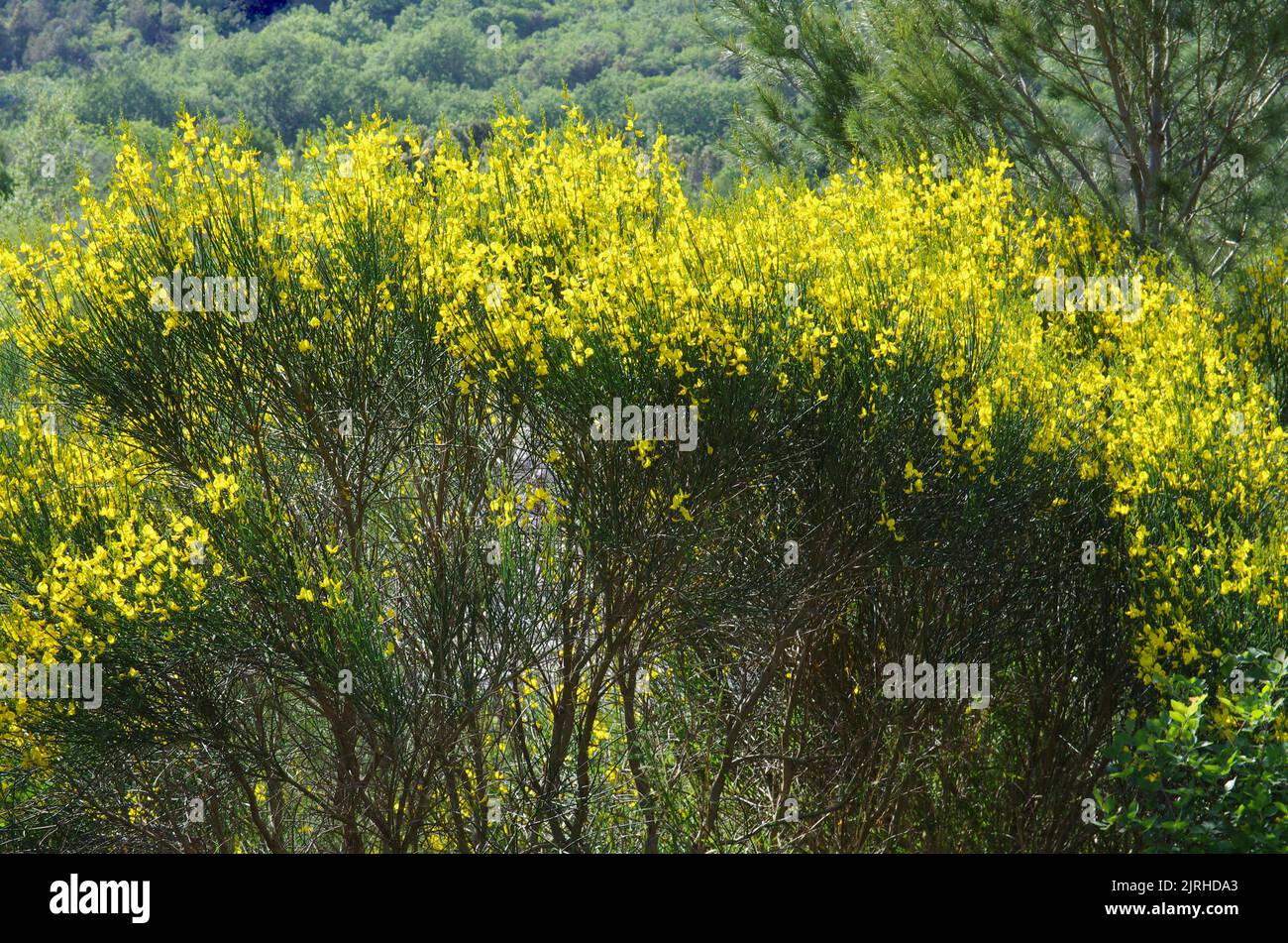 Broom plant with yellow flowers. It is a shrub with deciduous leaves ...