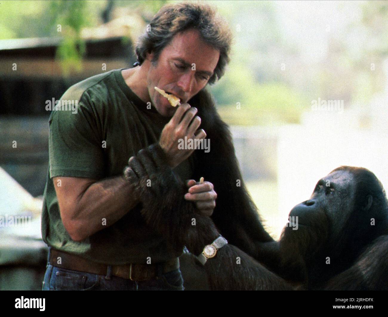 CLINT EASTWOOD, ORANGUTAN, ANY WHICH WAY YOU CAN, 1980 Stock Photo - Alamy