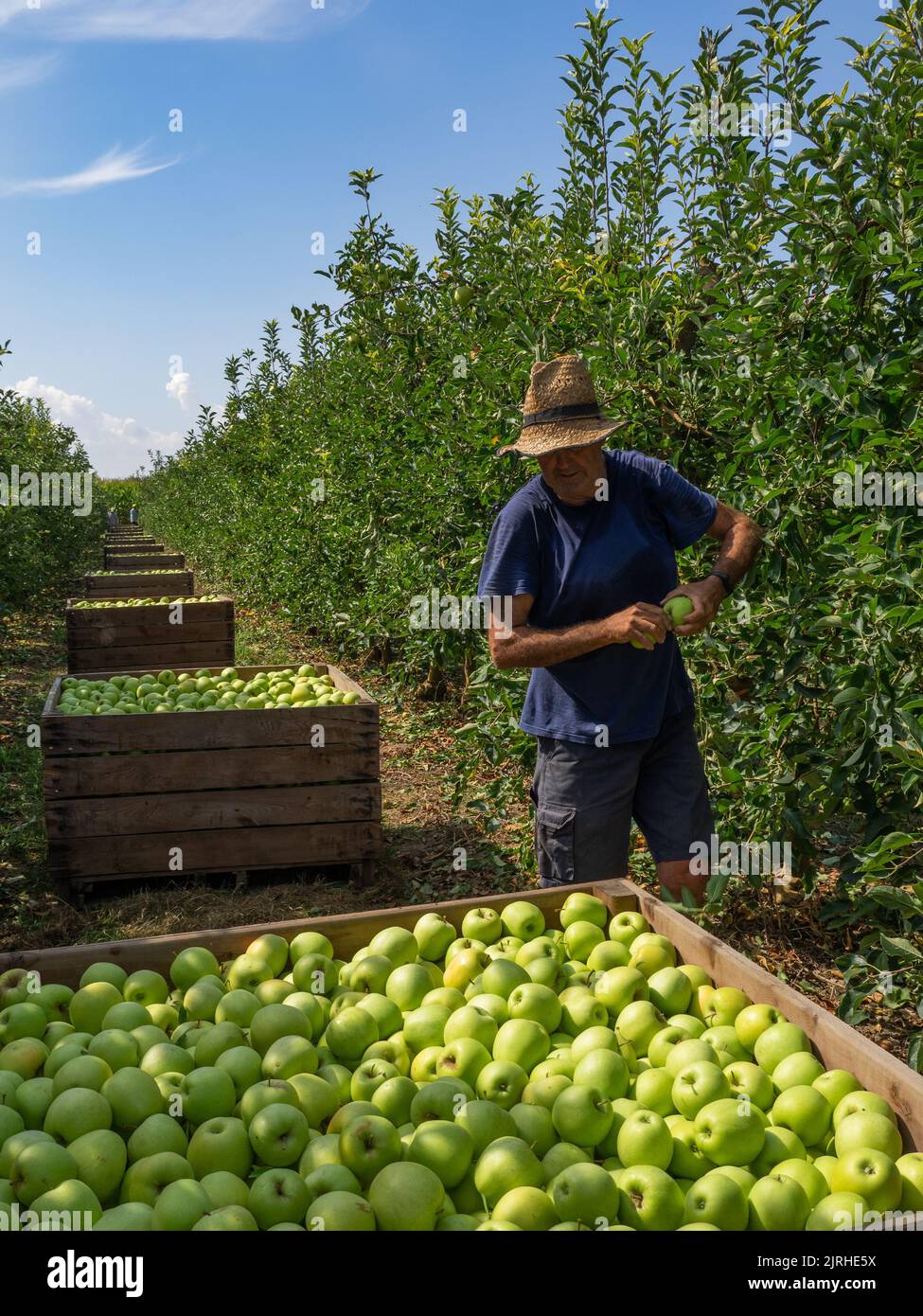 A farmer in a field pick apples and placing them in the wooden ...