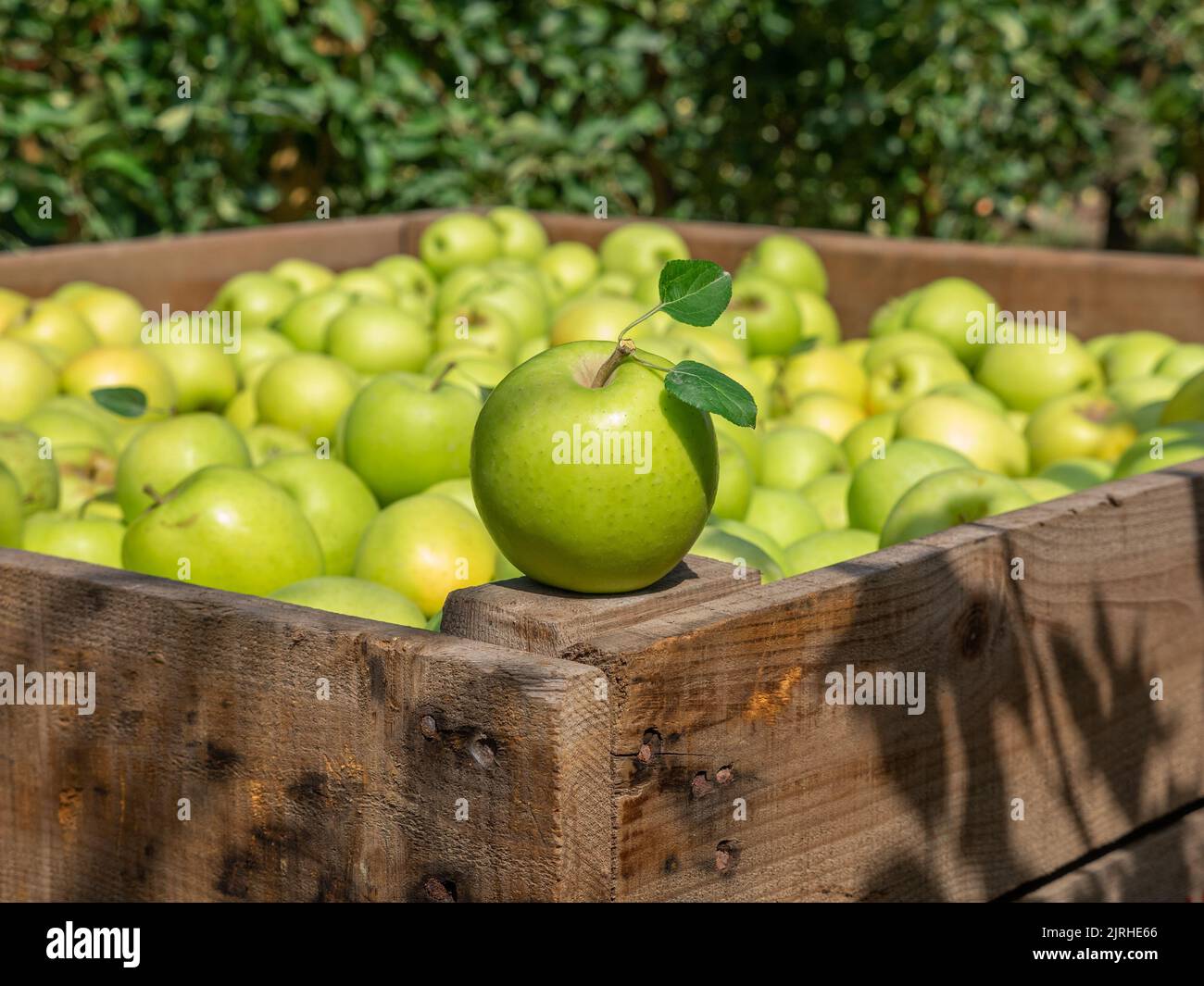 Green fresh apples in a wooden crate in an apple orchard with trees in ...