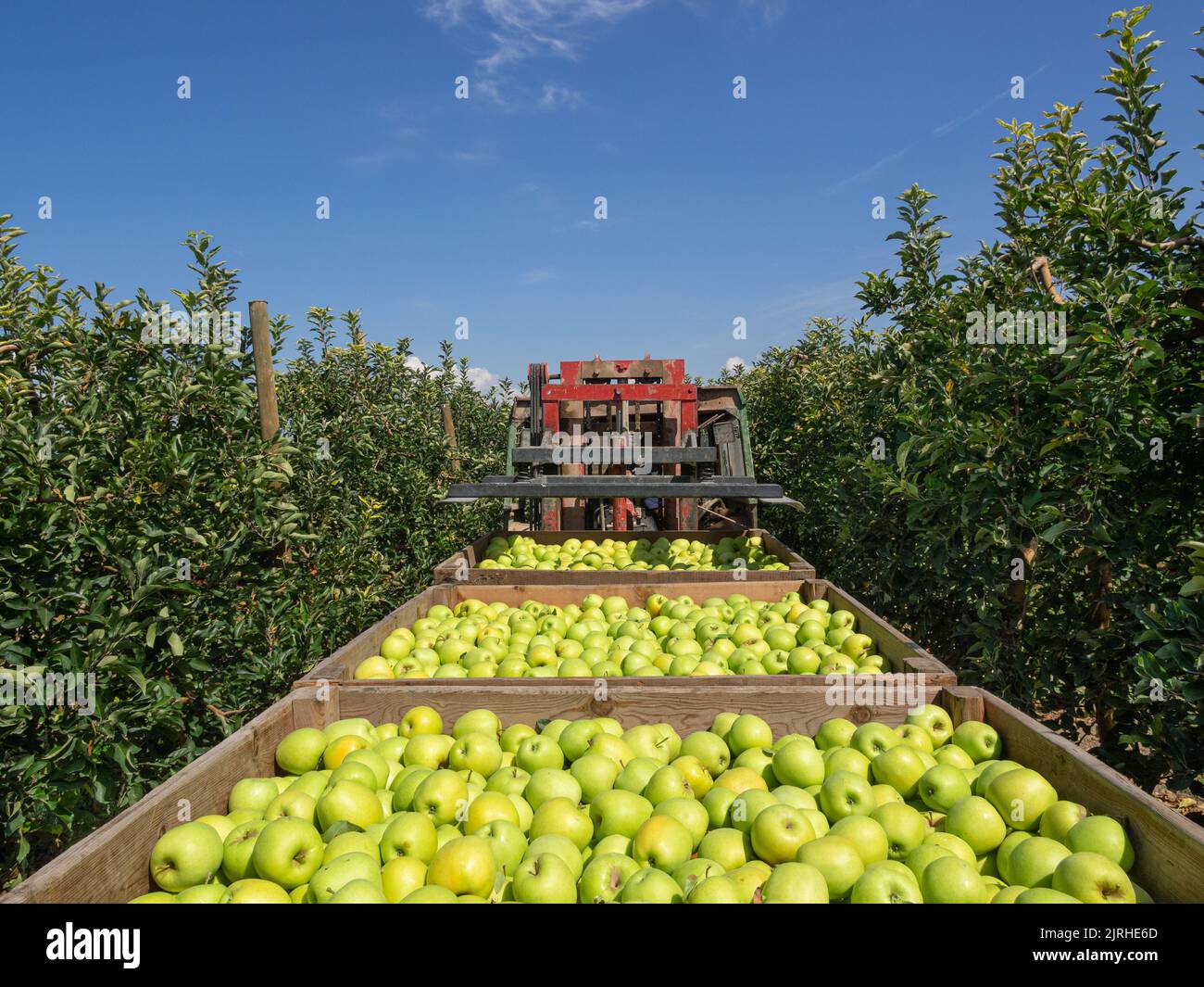 Apple plantation with wooden boxes hi-res stock photography and images ...