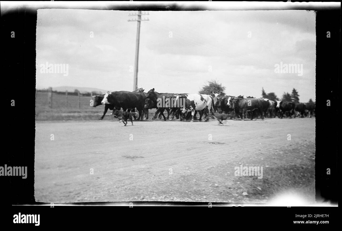 1920s cattle Black and White Stock Photos & Images - Alamy