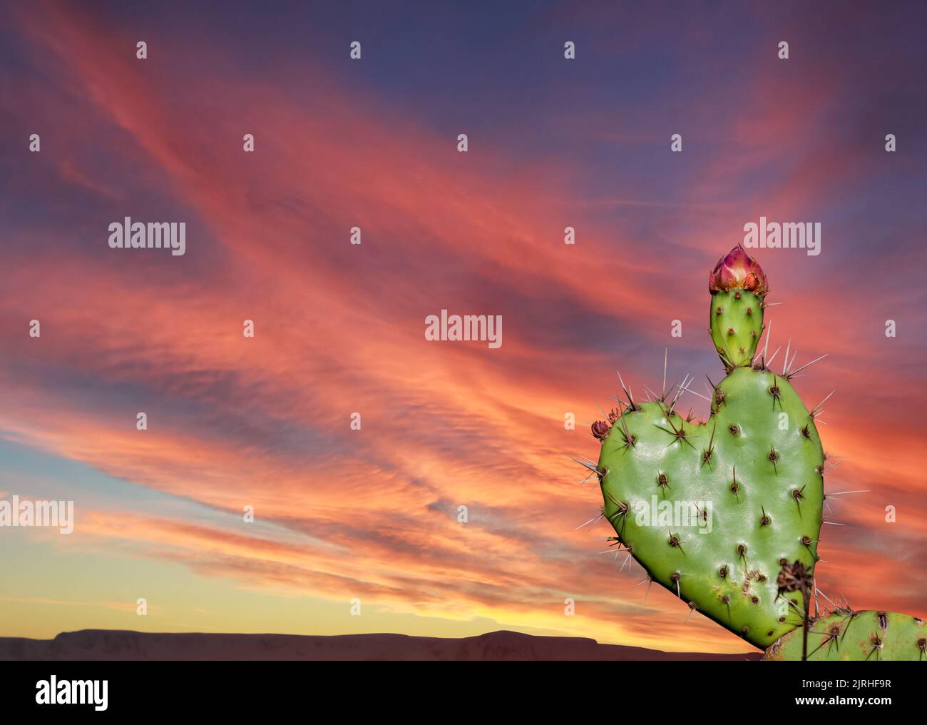 Heart shaped prickly pear valentine cactus with southwest desert ...