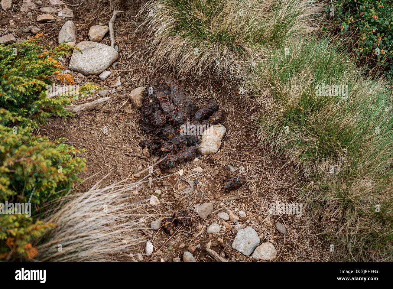 A top view of a pile of bear droppings on a grassy hiking trail Stock ...