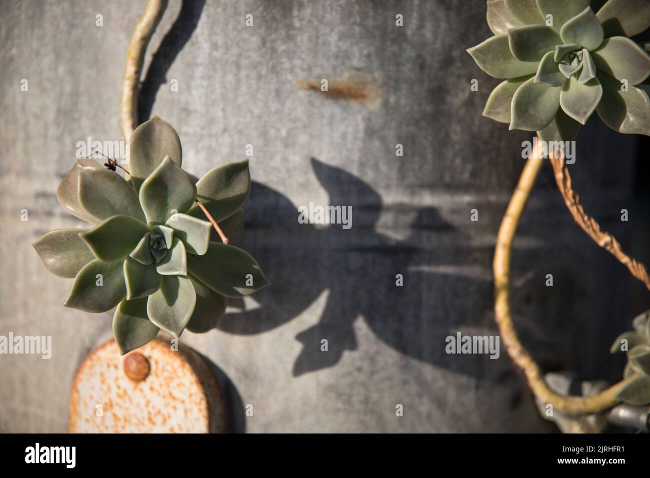 Ghost plant graptopetalum paraguayense hi-res stock photography and ...