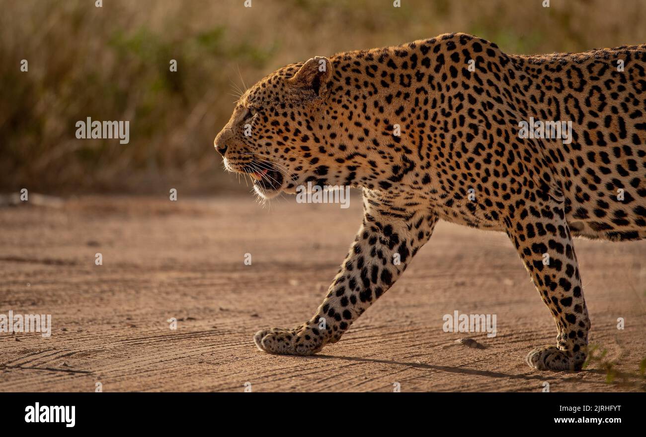 Leopard claws hi-res stock photography and images - Alamy