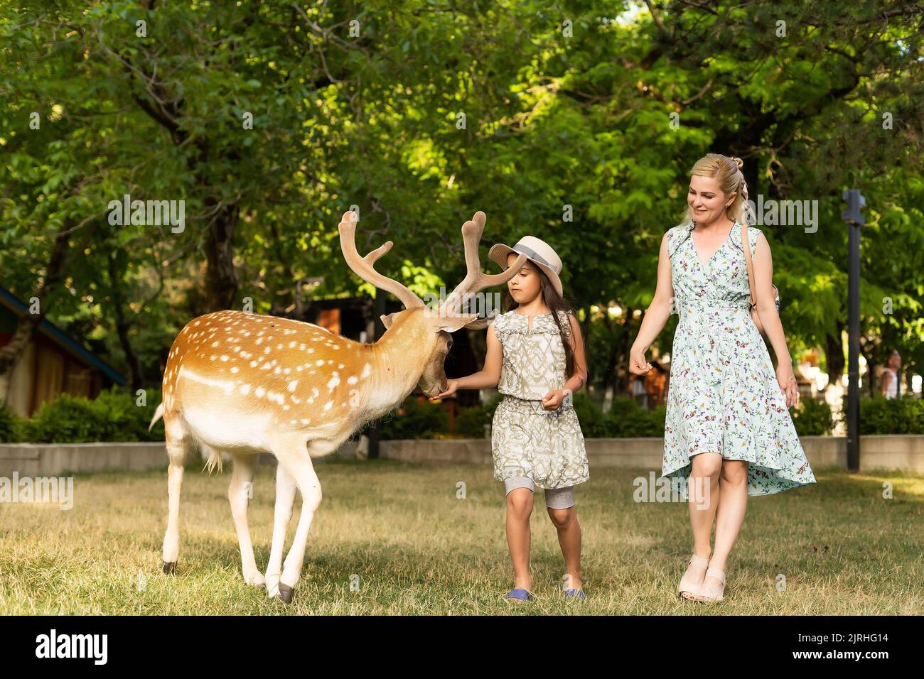 adorable toddler feeds deer on farm. Beautiful baby child petting ...