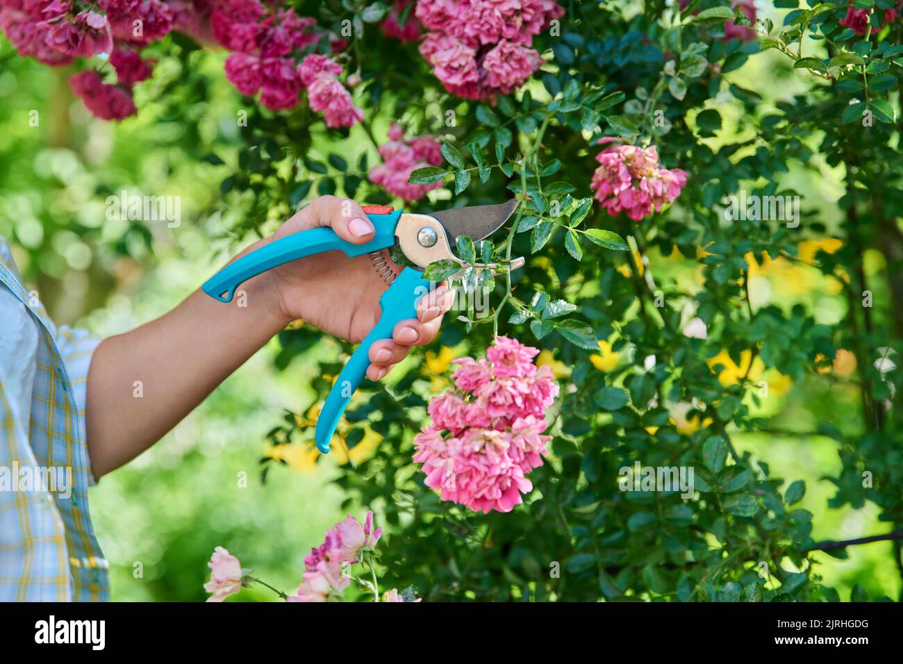 Close up of woman hand with pruner caring for rose bush in garden Stock ...