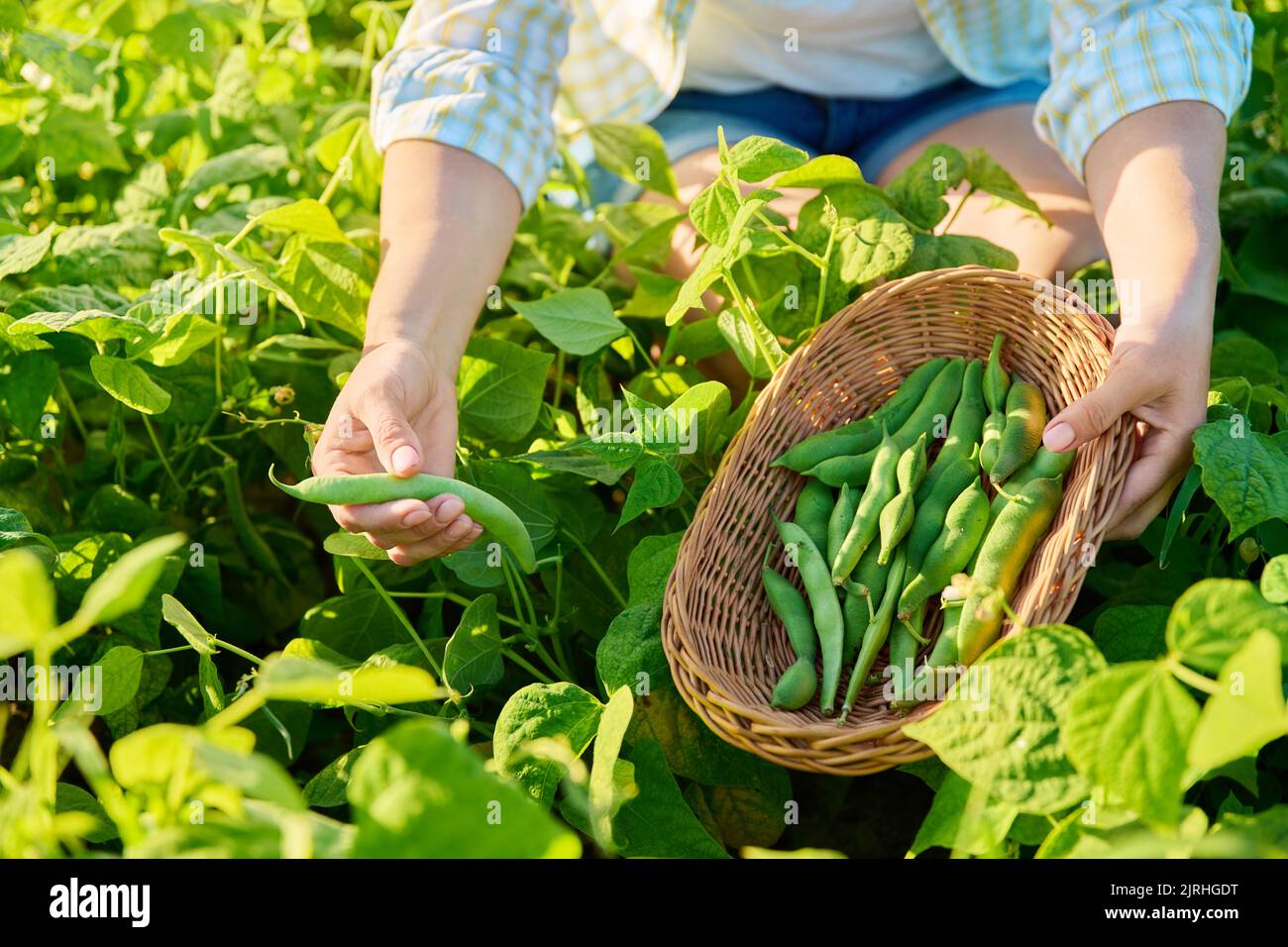 Woman picking green beans in the summer garden Stock Photo - Alamy