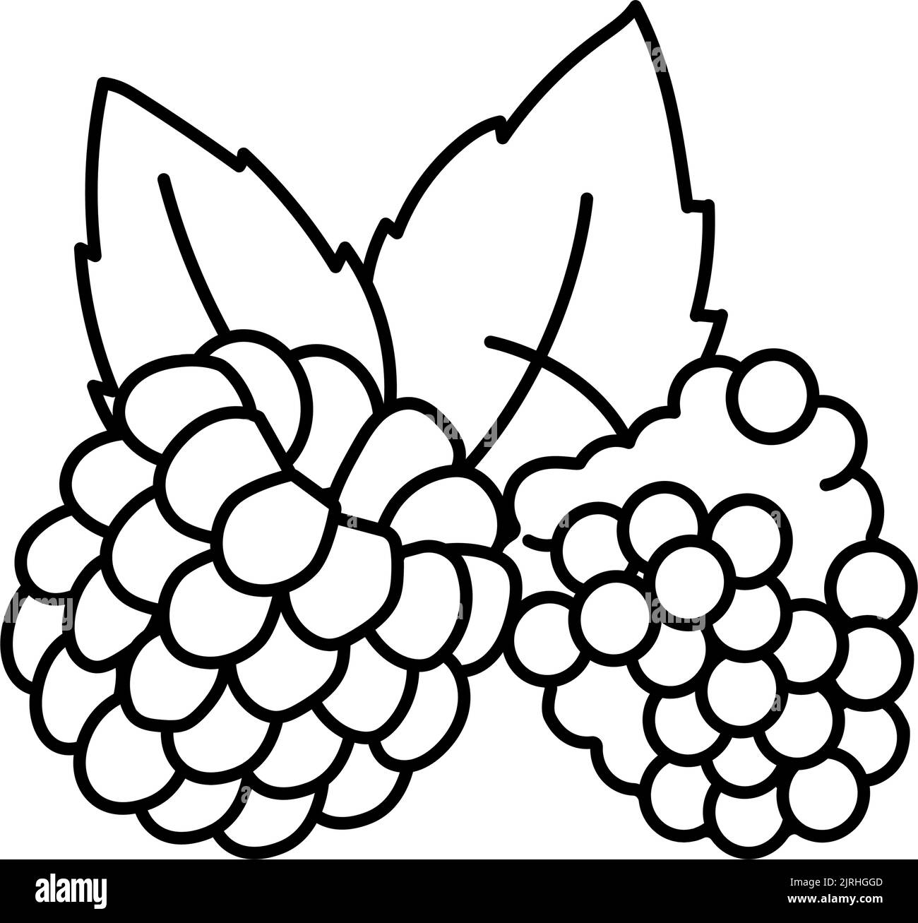 raspberry plant leaf fresh line icon vector illustration Stock Vector ...