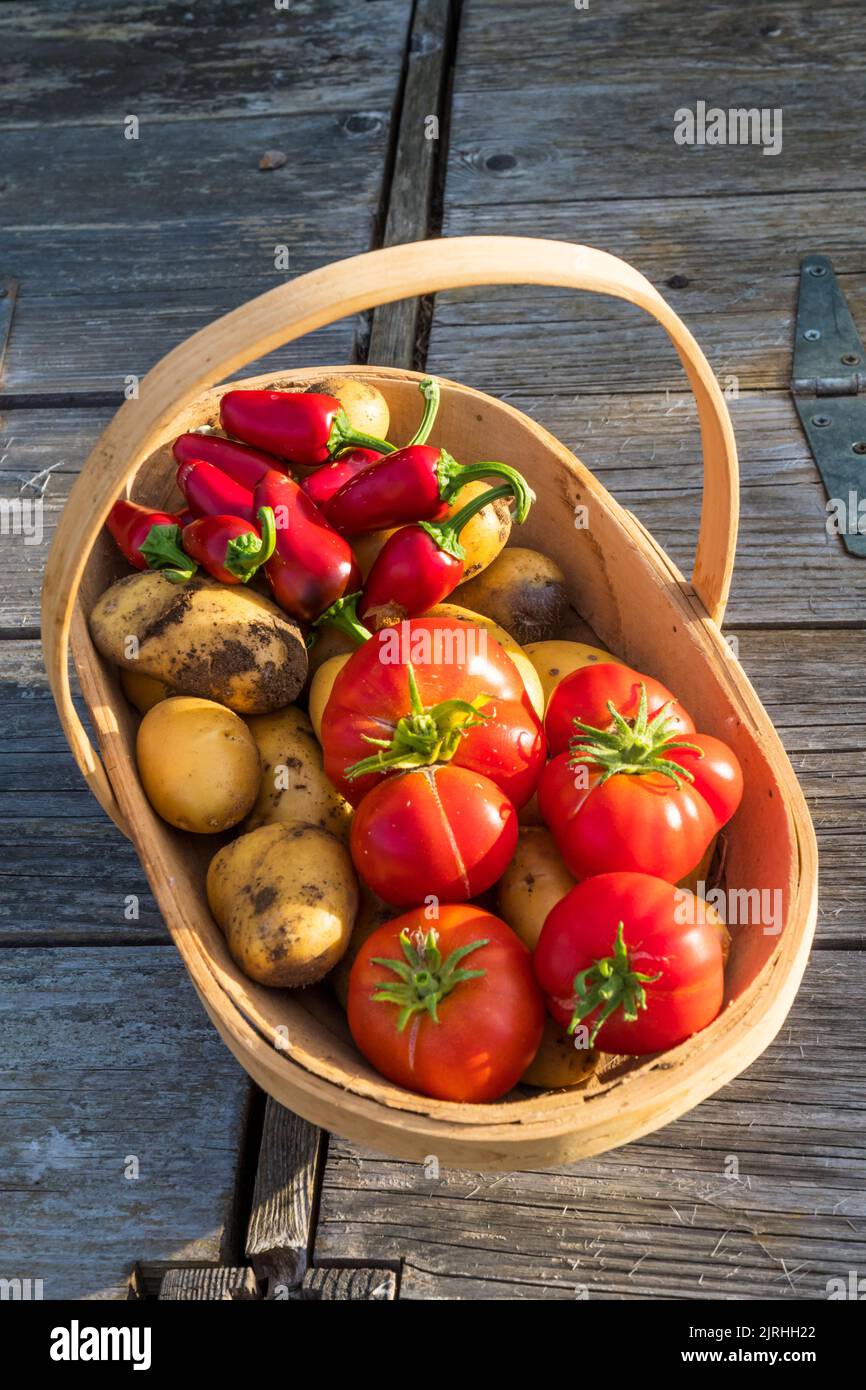 A trug containing picked home grown vegetables - Charlotte potatoes ...