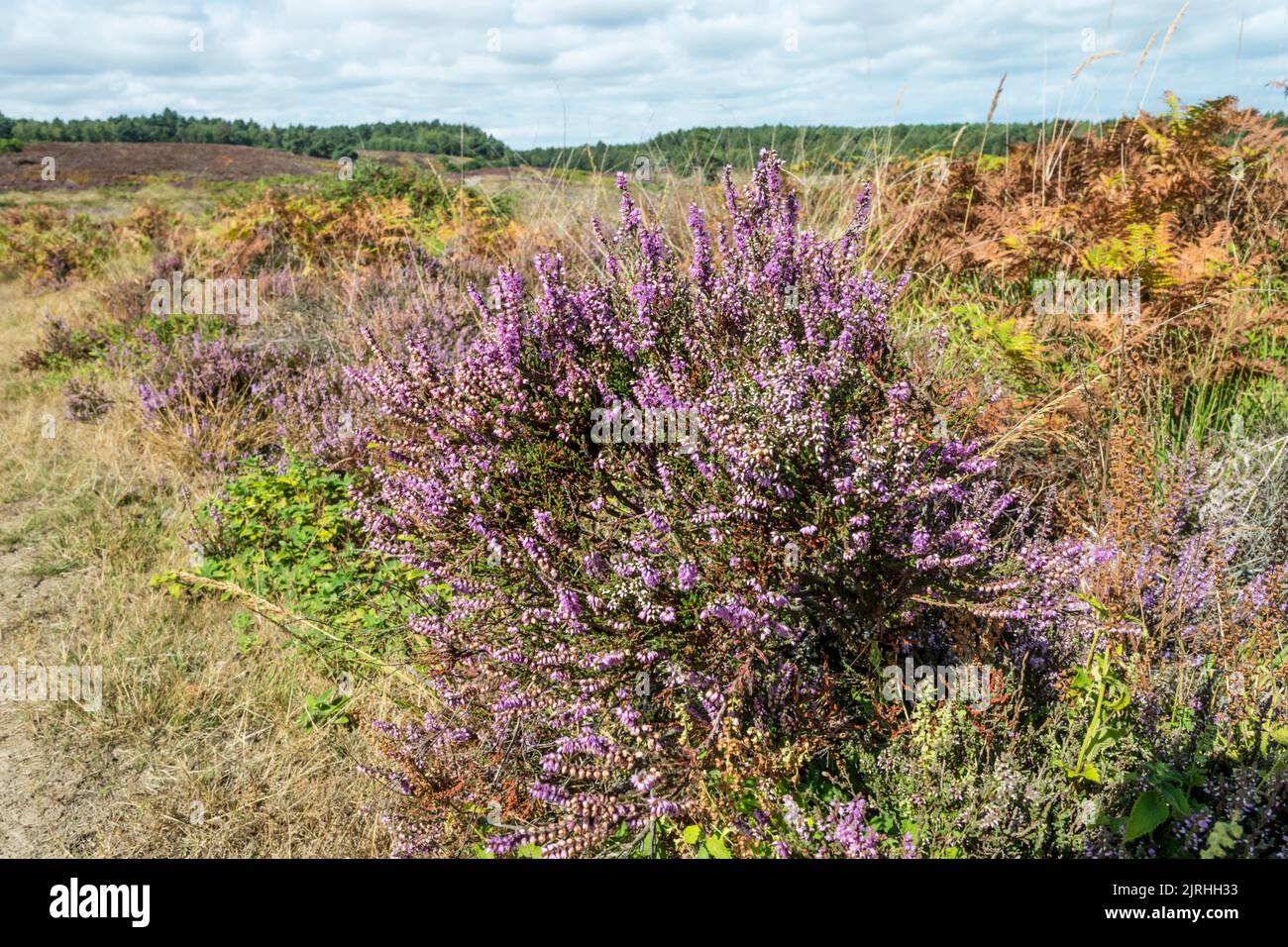 A clump of heather, Calluna vulgaris, at Dersingham Bog National Nature ...