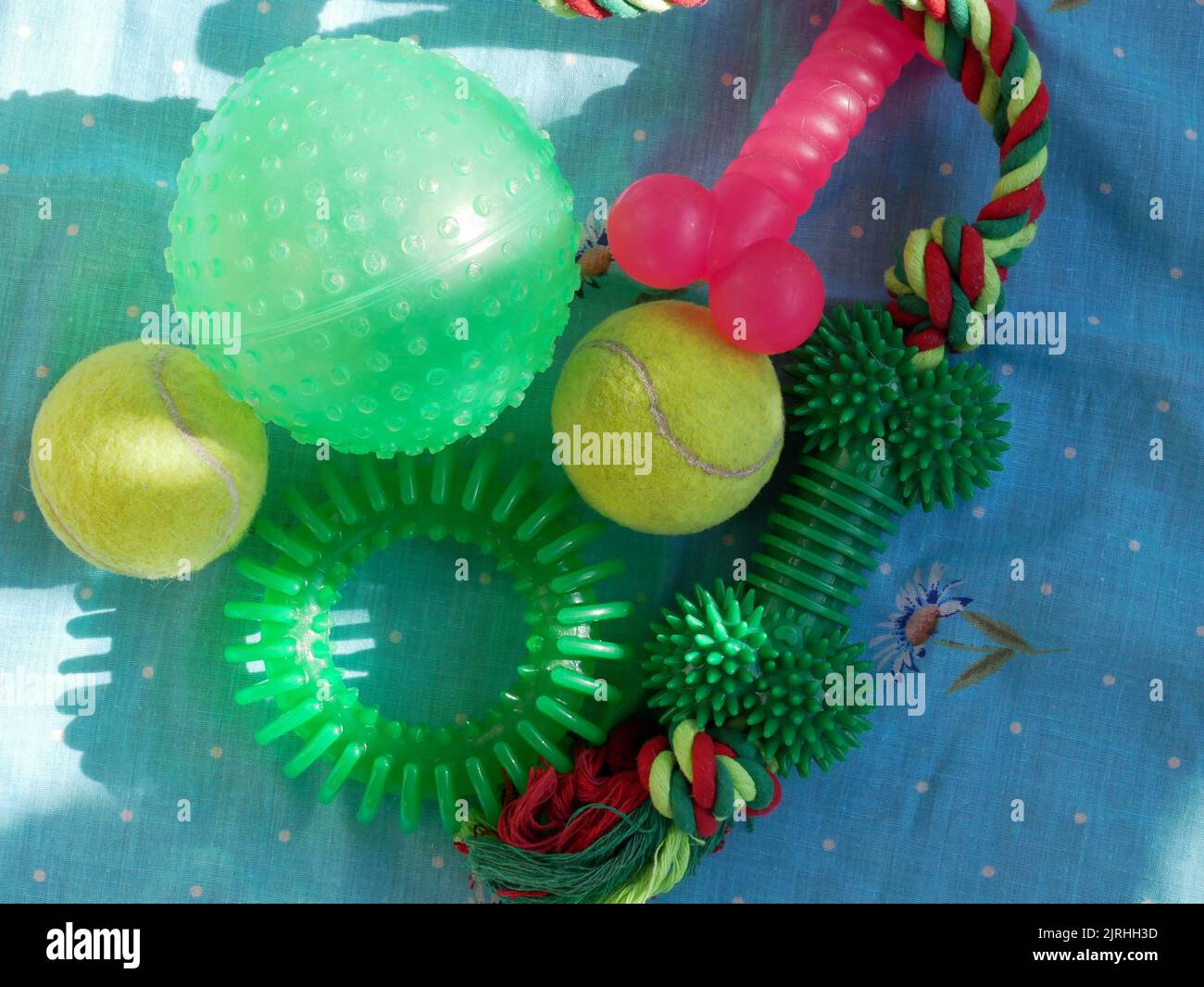 Dog water ball jack russell hi-res stock photography and images - Alamy