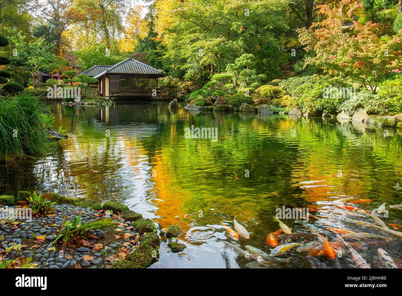 Pond with amazing nature and reflections in the water in the Japanese ...