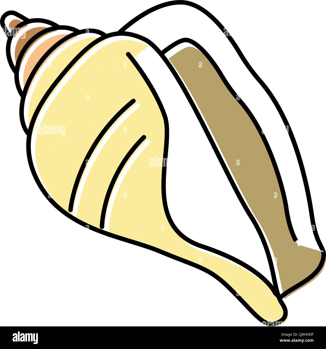 Conch shell strombus Stock Vector Images - Alamy
