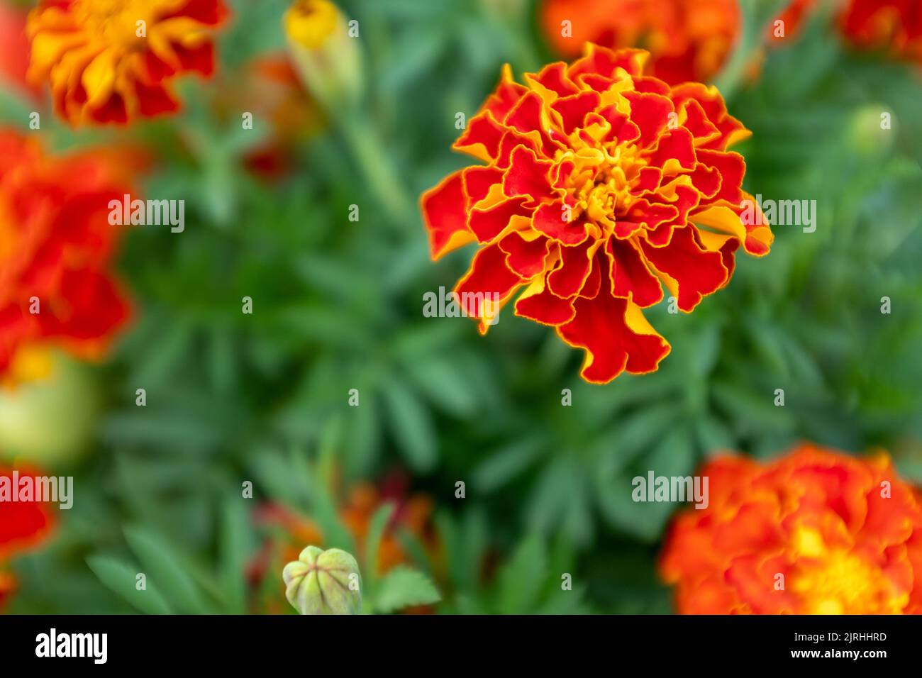 Background from orange marigold flowers. Field with tagetes. Bright ...