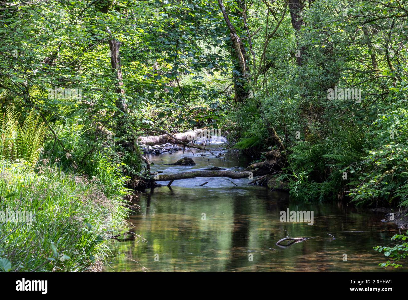 Small river in Tufton, Clarbeston Road, Wales, UK Stock Photo - Alamy