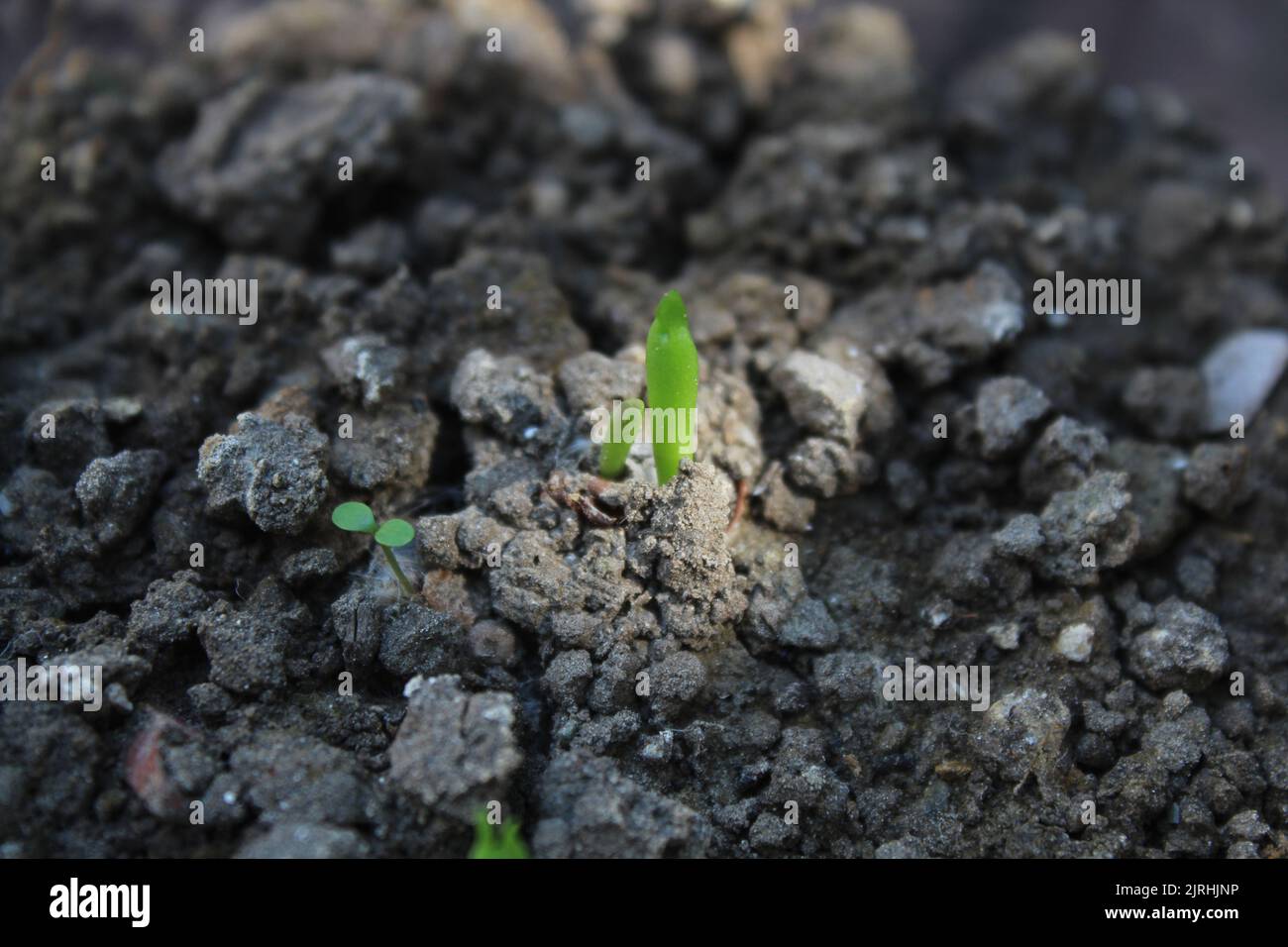 Grow stapelia hi-res stock photography and images - Alamy