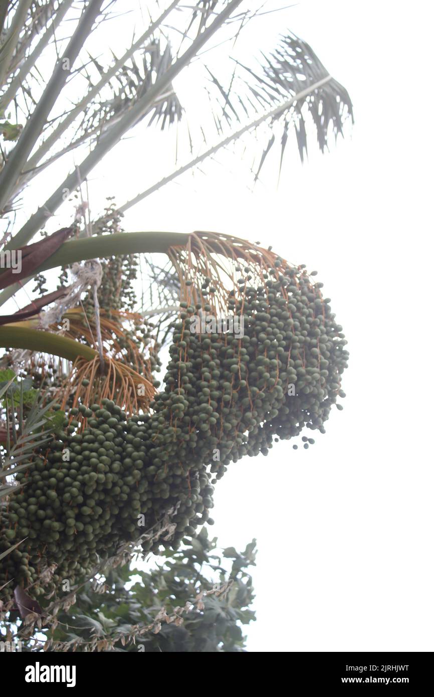 Date palm tree in garden hi-res stock photography and images - Alamy