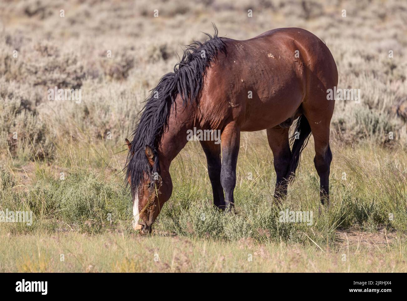 Beautiful Wild Horse in the Wyoming Desert in Summer Stock Photo - Alamy