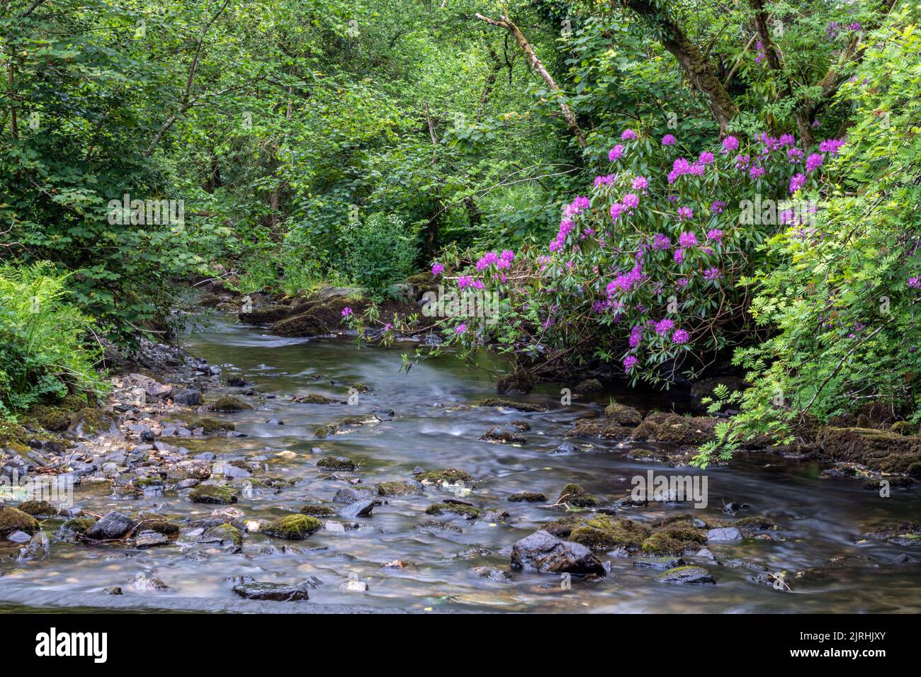 Afon Brynberian river, Crymych, Wales, UK Stock Photo - Alamy