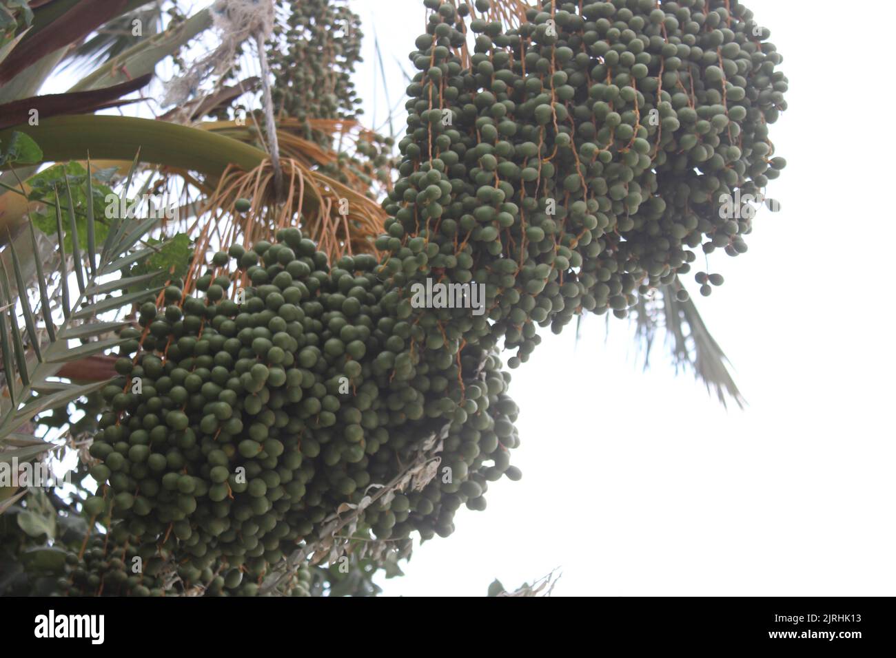 Date tree leaves hi-res stock photography and images - Alamy