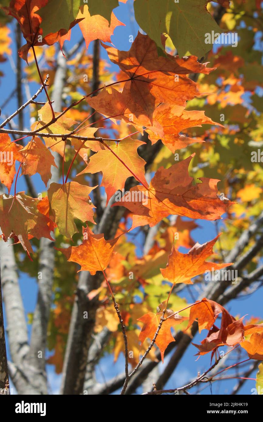 Maple leaves turning color Stock Photo - Alamy