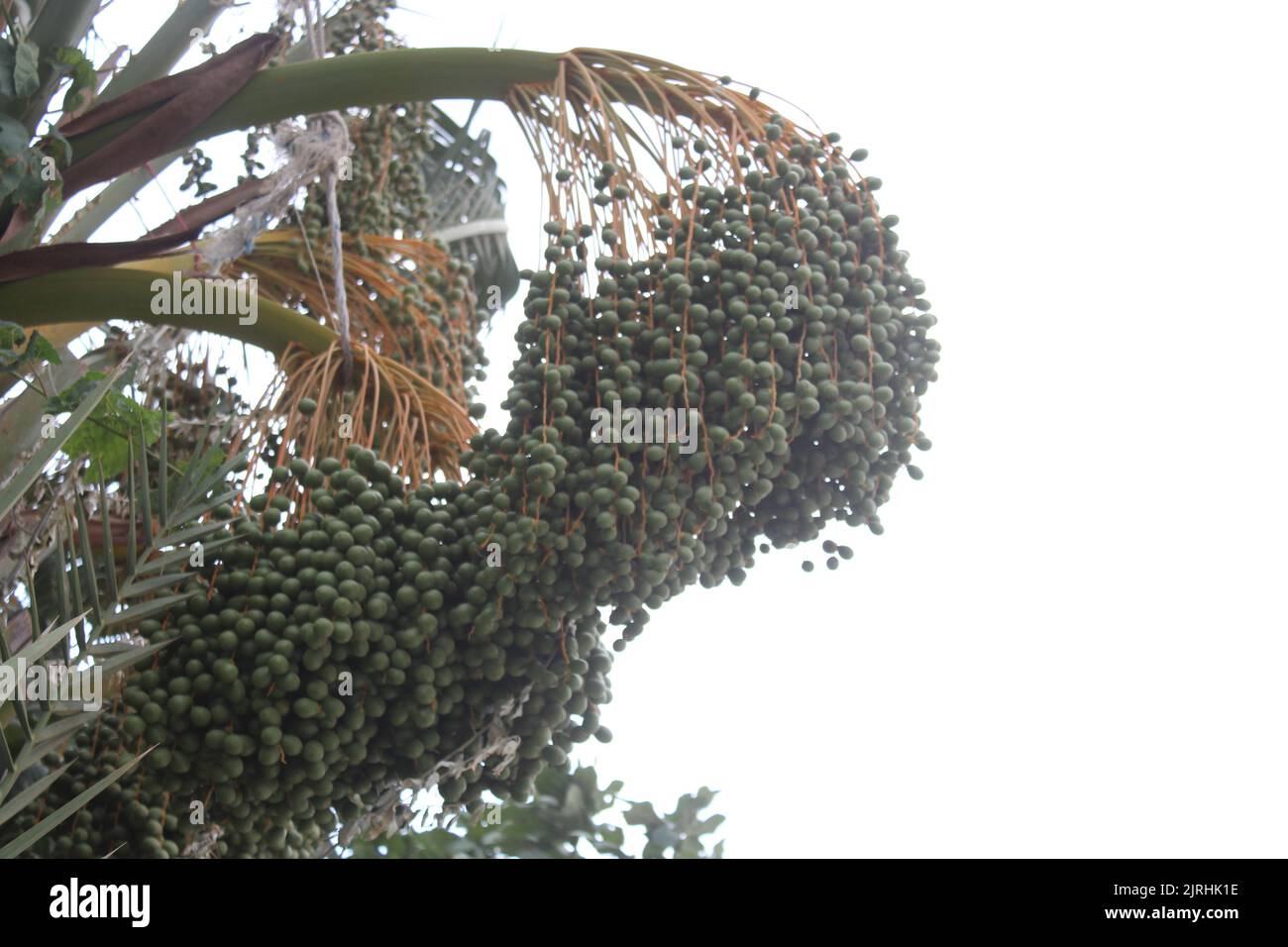 Date palm tree in garden hi-res stock photography and images - Alamy