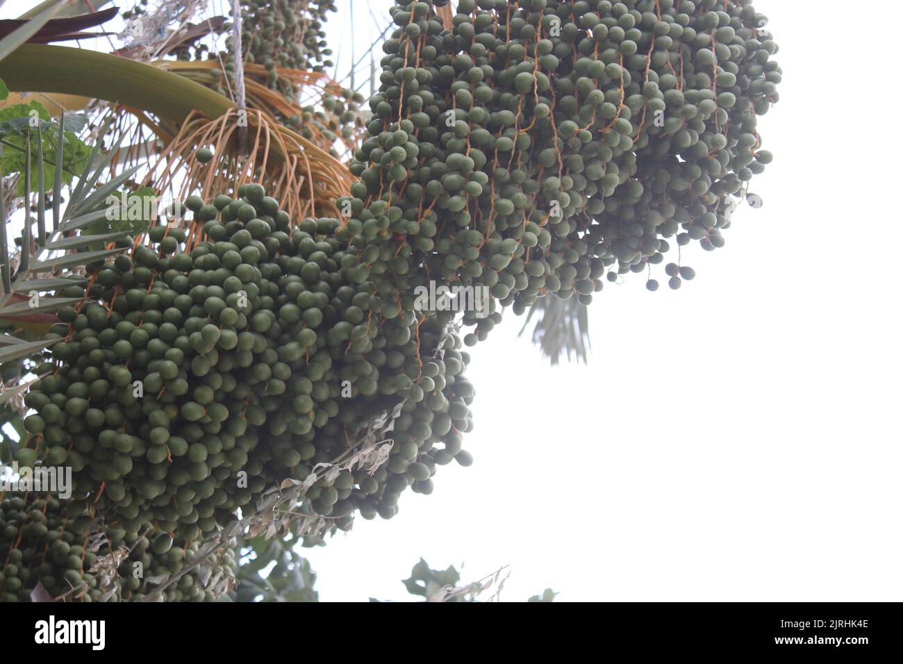Closeup date palm tree in hi-res stock photography and images - Alamy