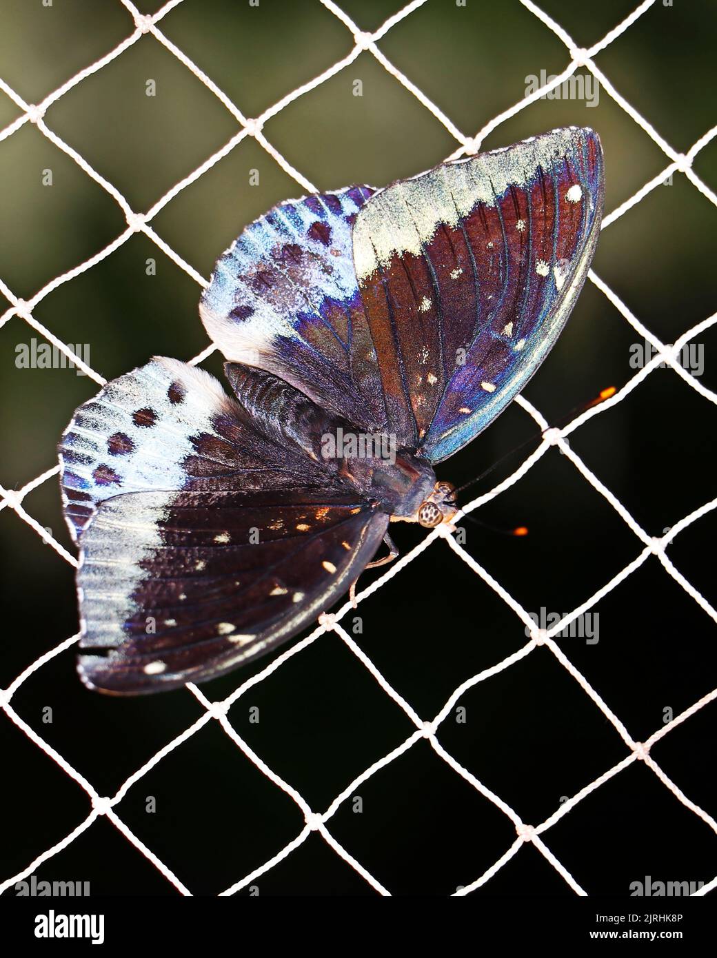 Glassy wing butterflies hi-res stock photography and images - Alamy