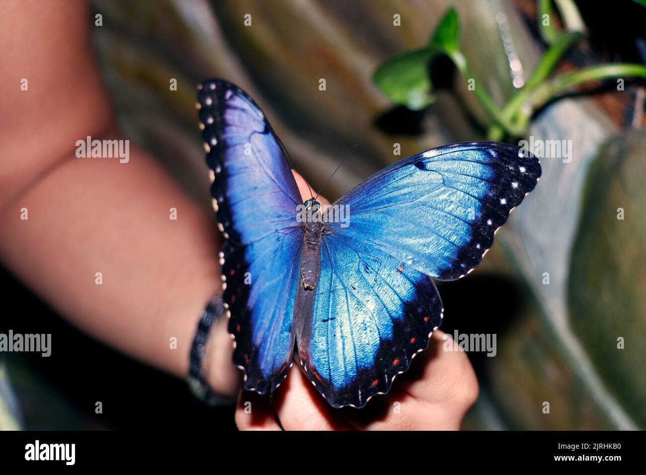 Blue morpho may refer to several species of distinctly blue butterfly ...