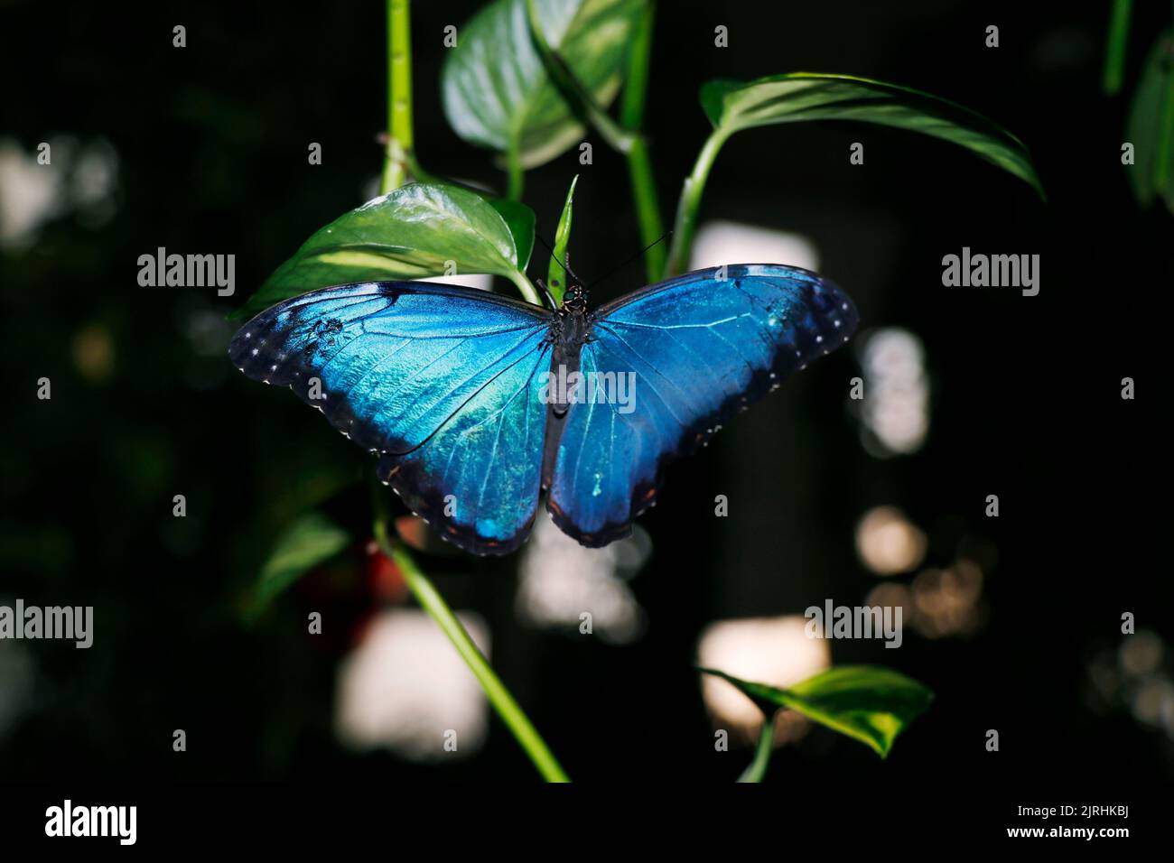 Blue morpho may refer to several species of distinctly blue butterfly ...
