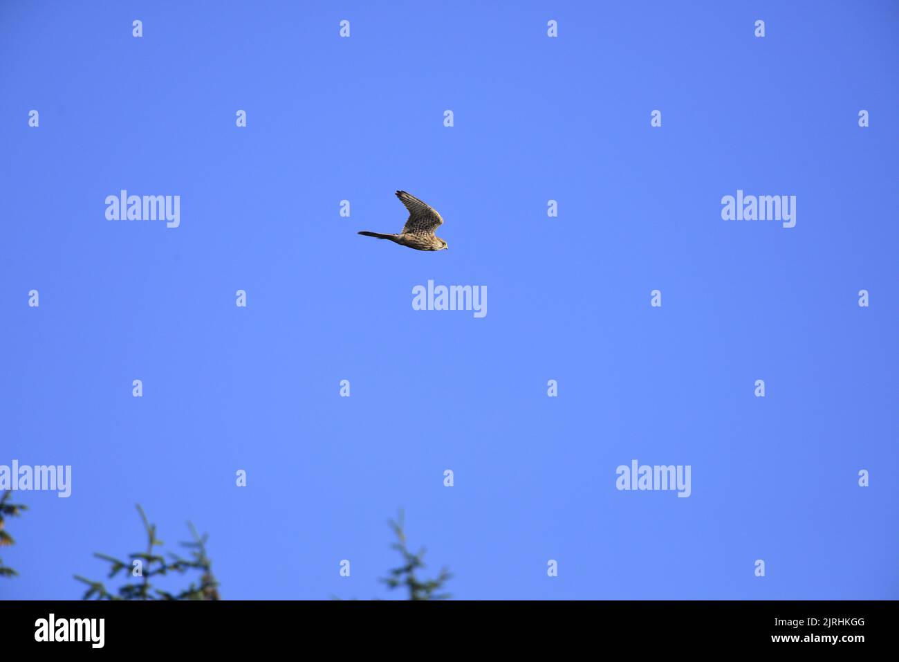 Flying kestrel with vole hi-res stock photography and images - Alamy