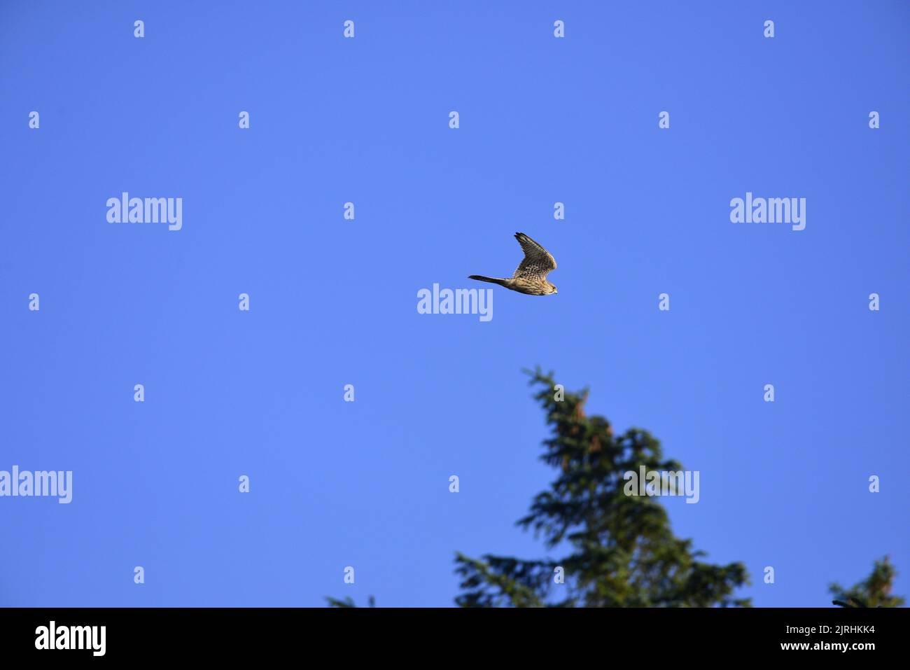 Malar stripe hi-res stock photography and images - Alamy