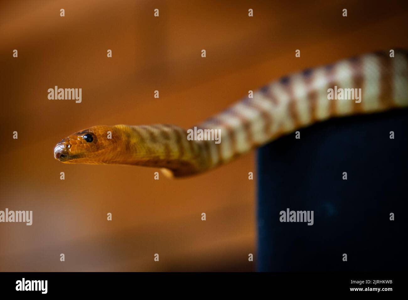 Western brown snake australia hi-res stock photography and images - Alamy