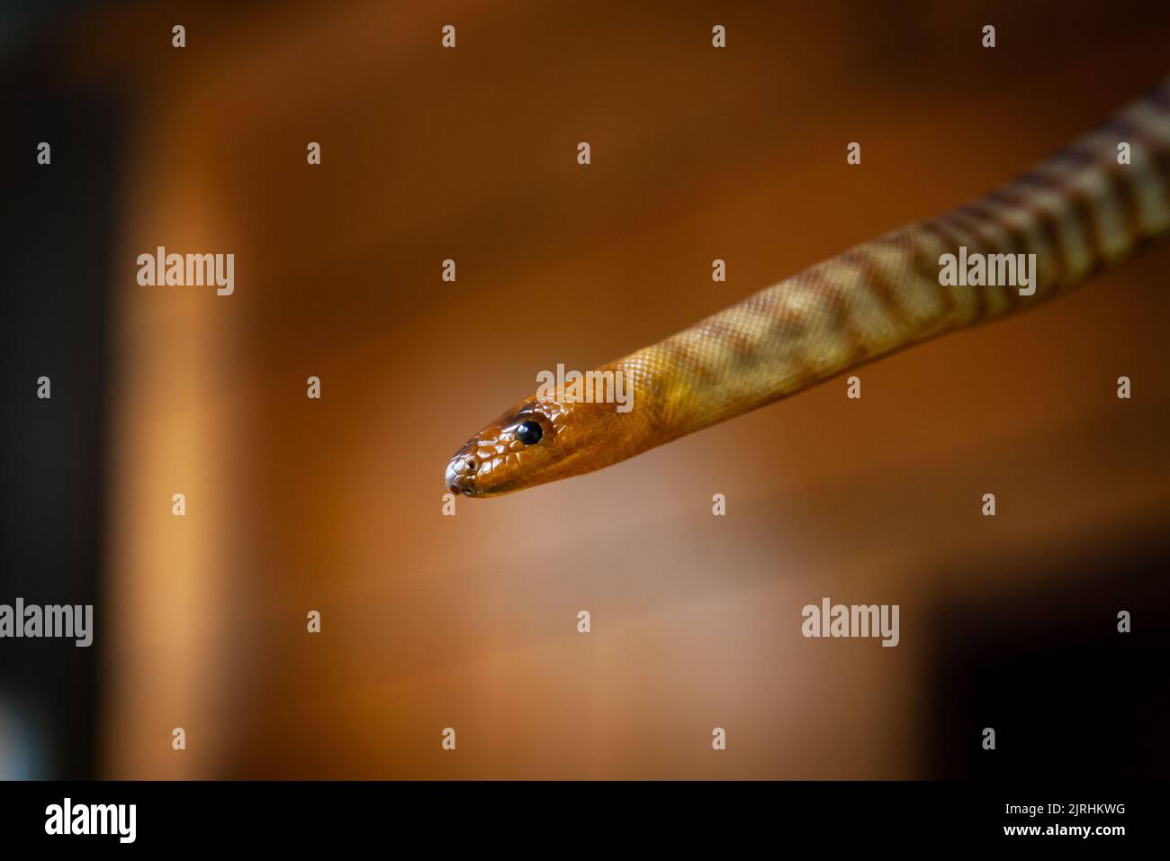 Western brown snake australia hi-res stock photography and images - Alamy