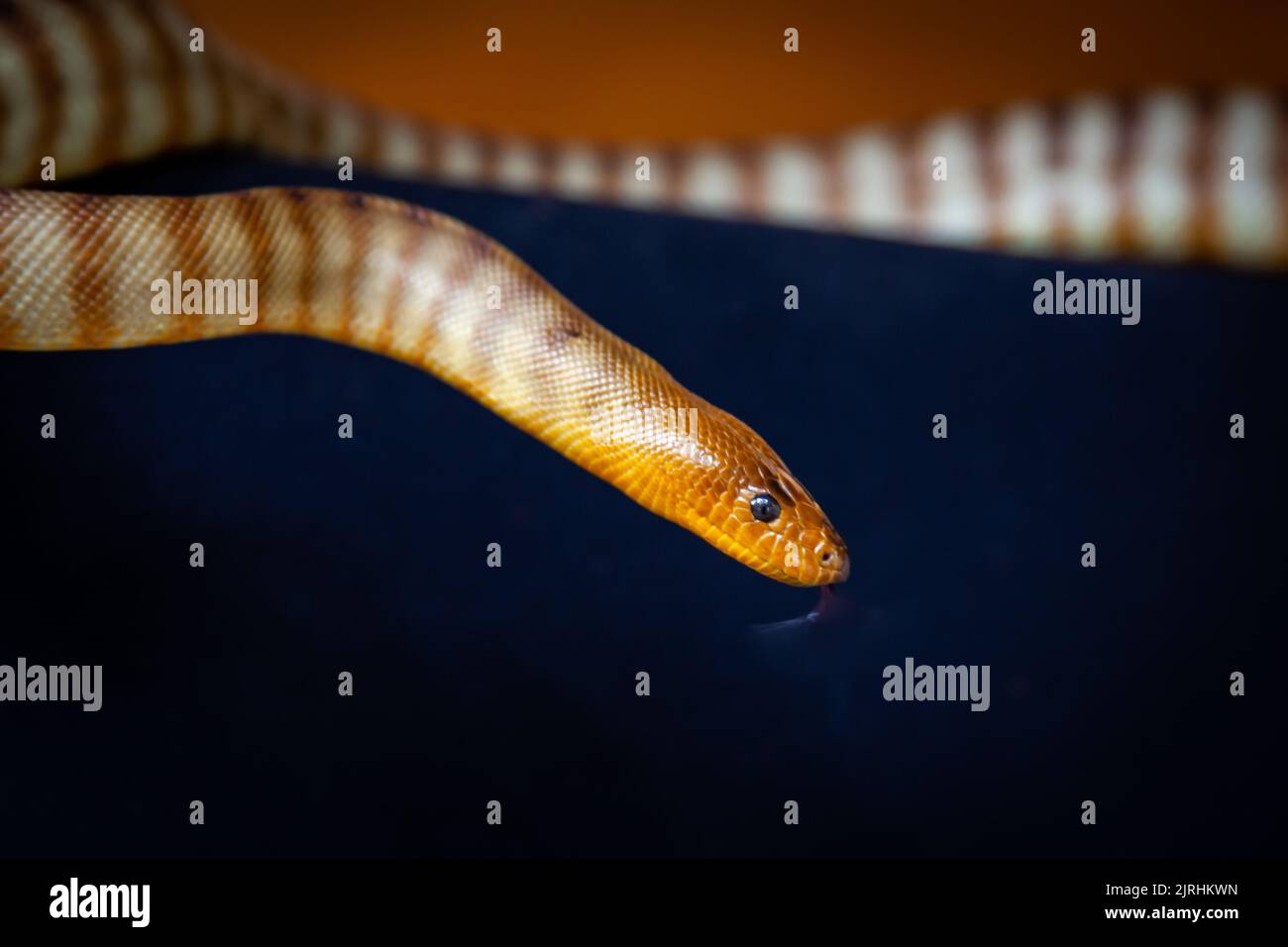 Western brown snake australia hi-res stock photography and images - Alamy