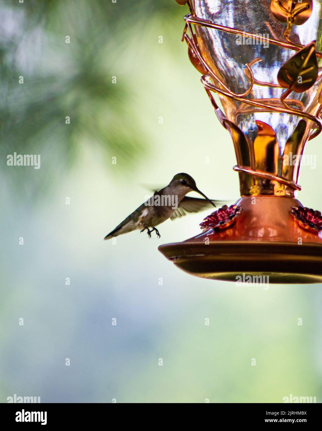 On nectar feeder hi-res stock photography and images - Alamy