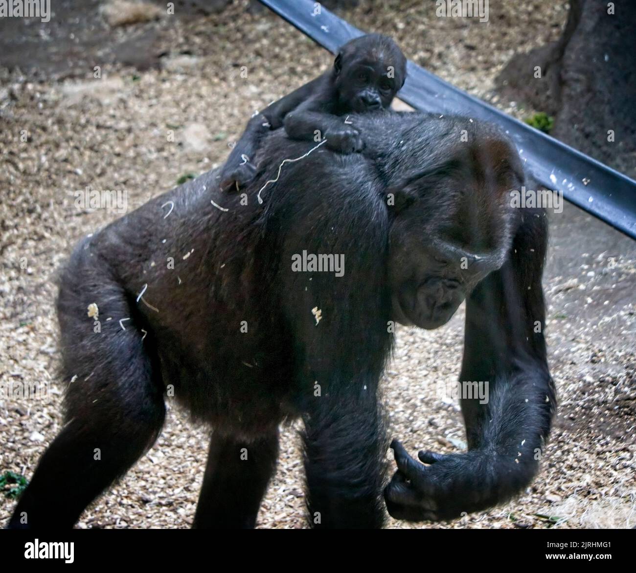 gorilla and baby Calgary Zoo Alberta Stock Photo - Alamy