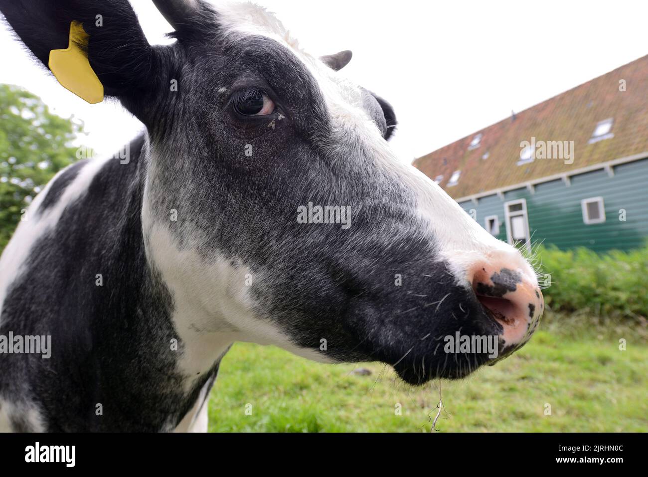 A black and white purebred cow nest to farm with flies near its eye ...