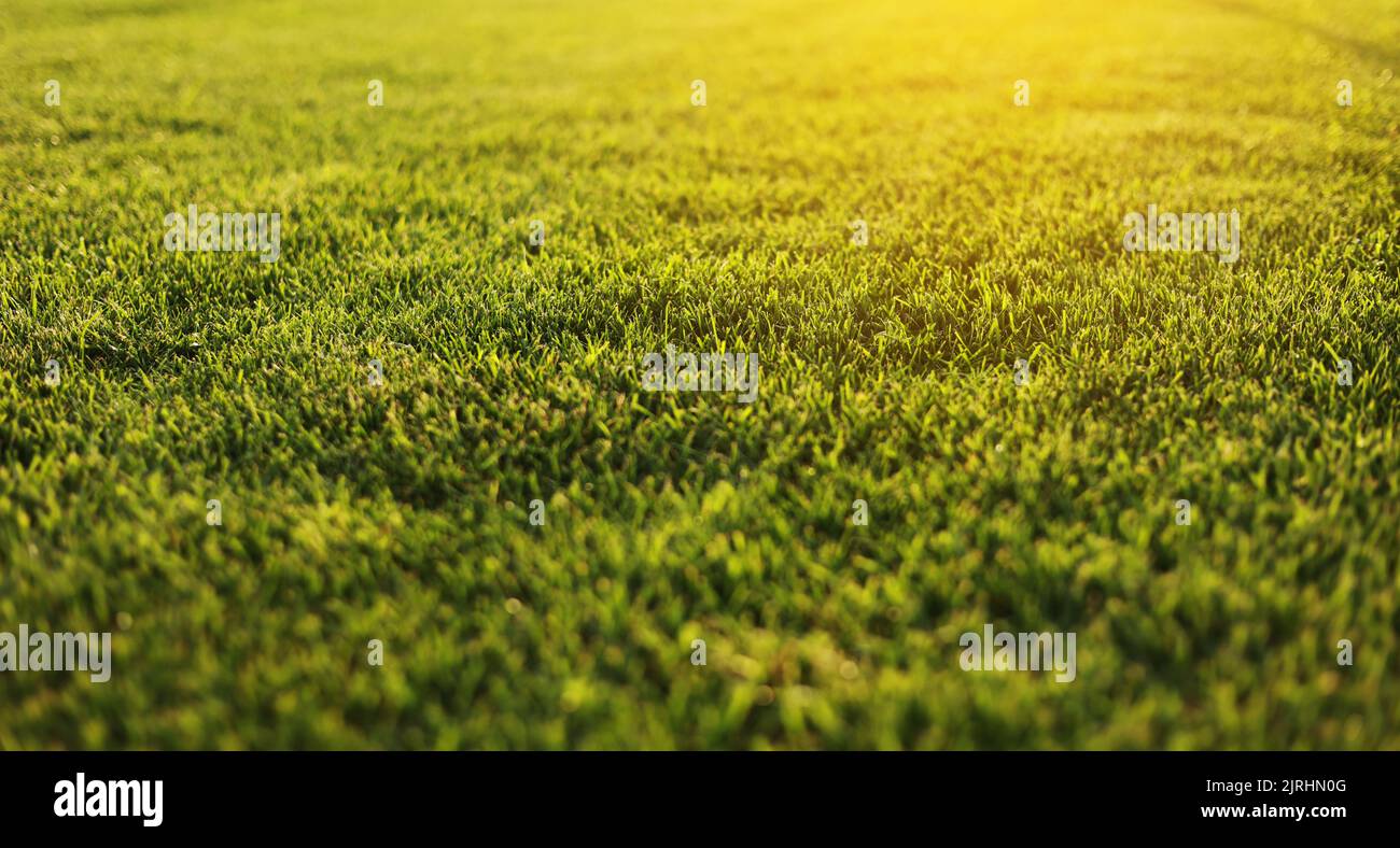 Green grass close-up. cut green juicy lawn. Alpine meadow densely ...